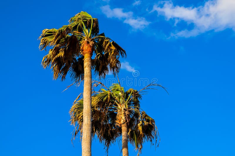 Two Palm Trees are Standing Tall in a Blue Sky Stock Image - Image of ...