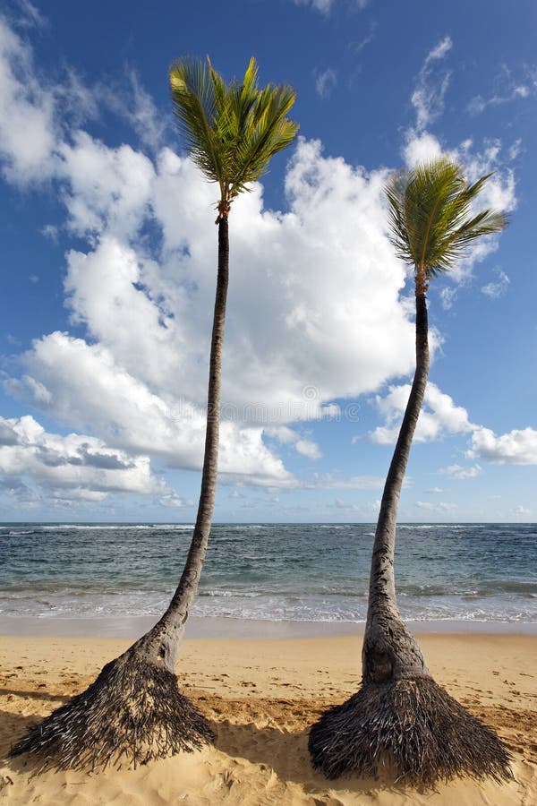 Two palms stock image. Image of exotic, ocean, commonwealth - 17953887