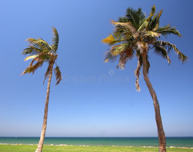 Two palms stock image. Image of sunny, paradise, leaf - 21919357
