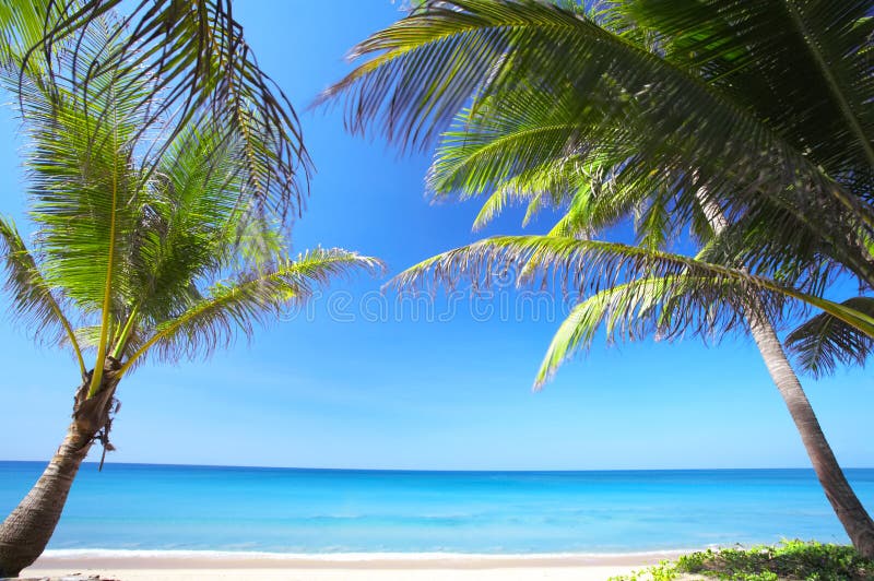 Two palms stock image. Image of nature, plage, resort - 3785745