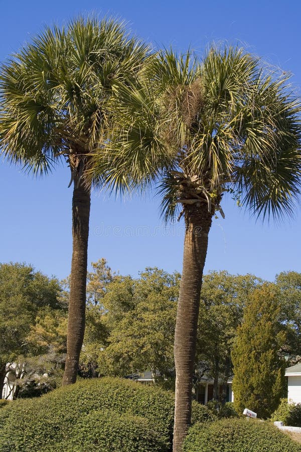 Two Palms stock image. Image of summer, tree, blue, tropical - 4580899