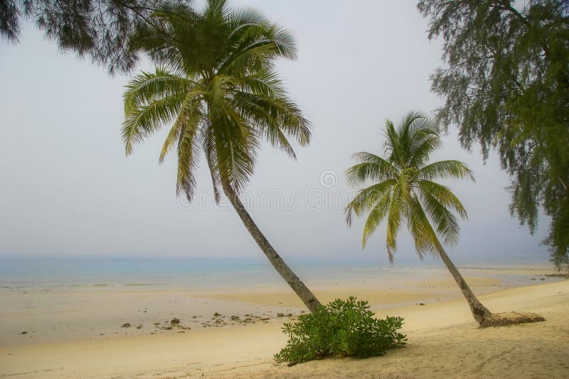 Two palms stock image. Image of seascape, green, home - 5693143