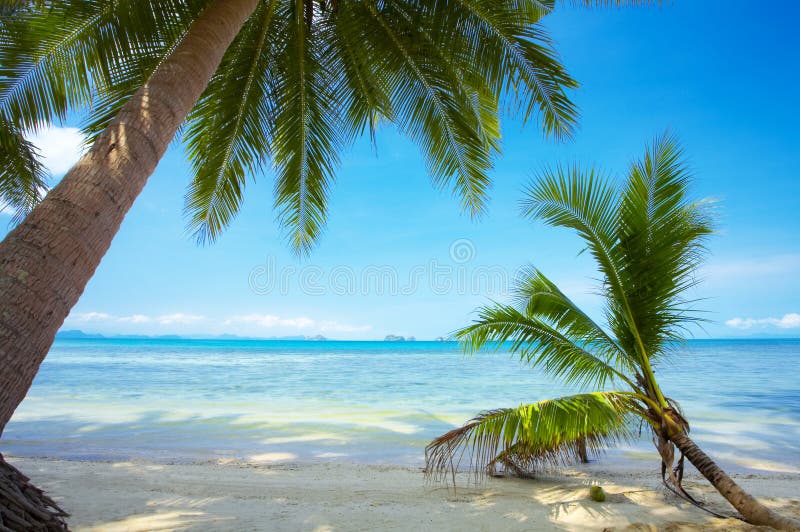Two palms stock image. Image of shoreline, sand, loaf - 5938275