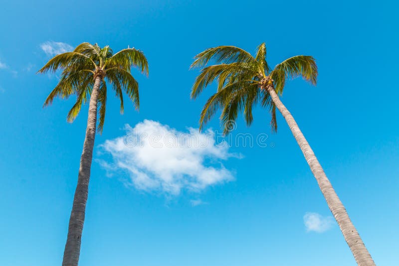 Two palms stock photo. Image of vacation, resort, cloud - 80416602