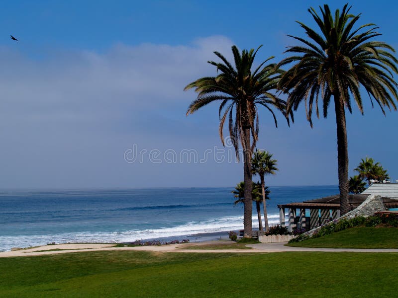 Two Palms on a beach stock photo. Image of outdoor, splashing - 6968782