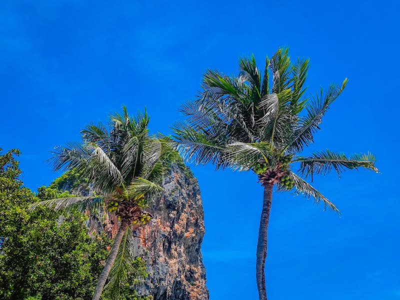 Two Palms in the Beach Standing in Front of Huge Cliff and Blue Sky in ...