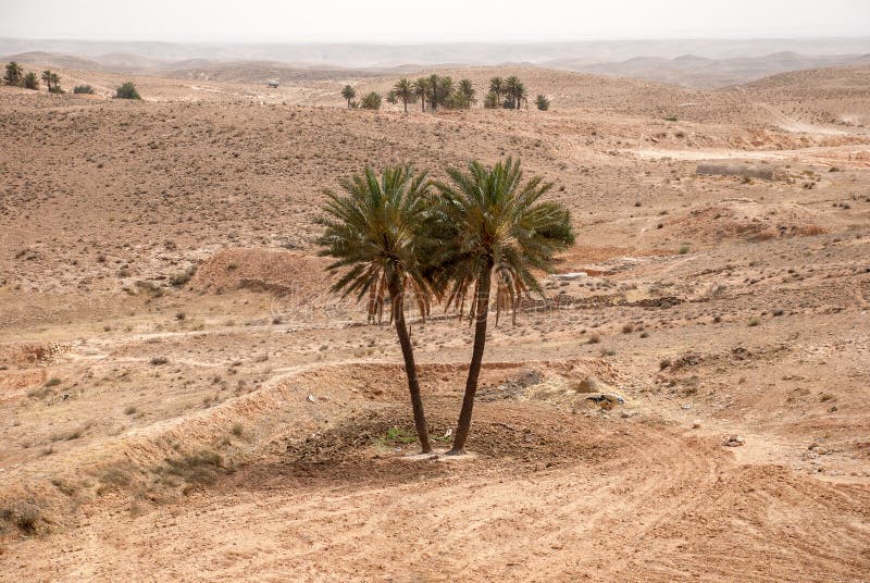 Two palms in the desert stock photo. Image of horizontal - 88203508