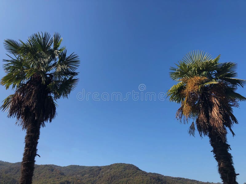 Two Palms Tree on Background of Blue Sky and Mountains. Tropical ...