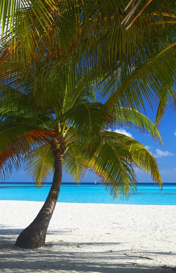 Two Palms are on a Tropical Beach Stock Photo - Image of oasis, escape ...