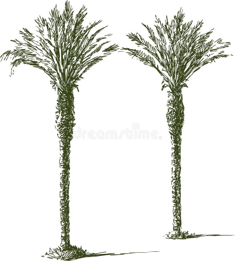 Two palms stock vector. Illustration of flora, foliage - 35898442