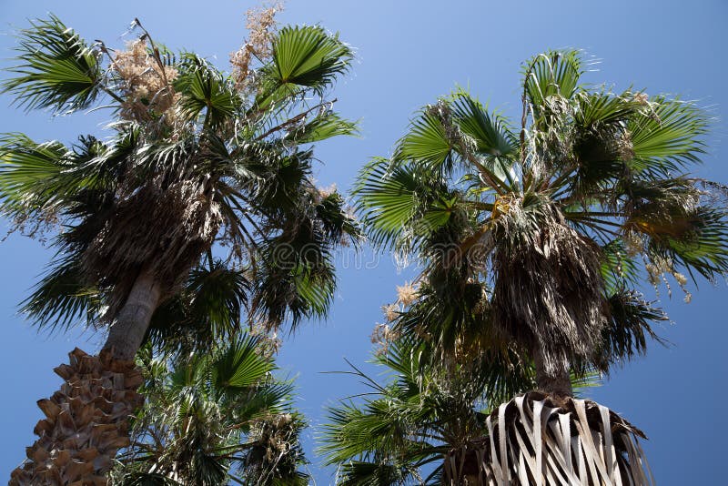 Two palms stock image. Image of view, nature, flowers - 193248855
