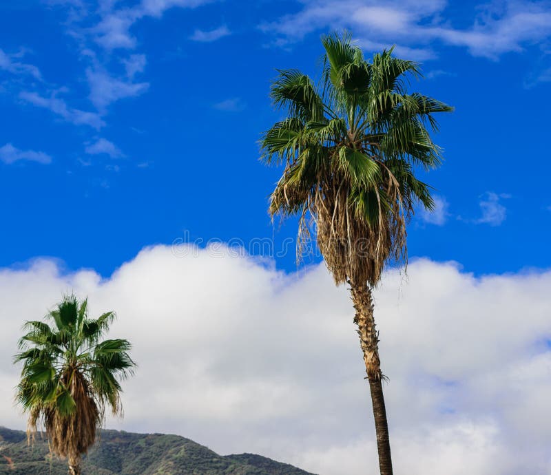 Two palms stock photo. Image of raining, palms, cloudy - 86526142