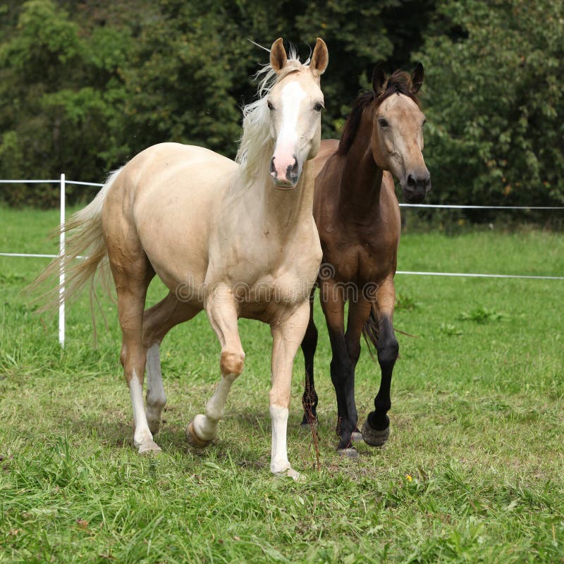 Two Palomino Horses Running Stock Image - Image of thoroughbred, animal ...