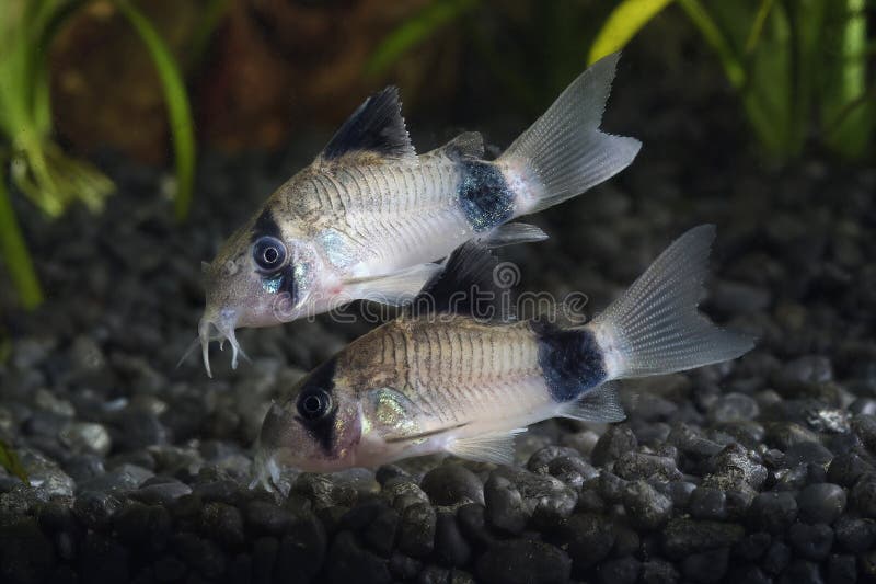 Two Panda Fish, Corydoras Panda Stock Image - Image of cute, animal ...