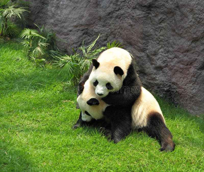 Giant panda bears playing stock image. Image of asia - 16922939