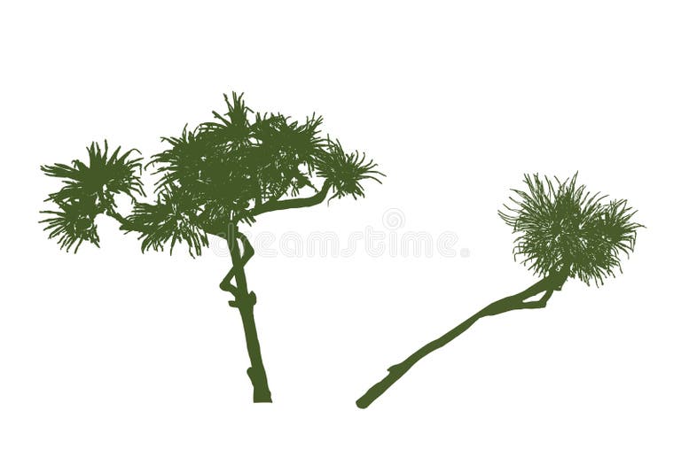 Pandanus Plant Stock Illustrations – 198 Pandanus Plant Stock ...