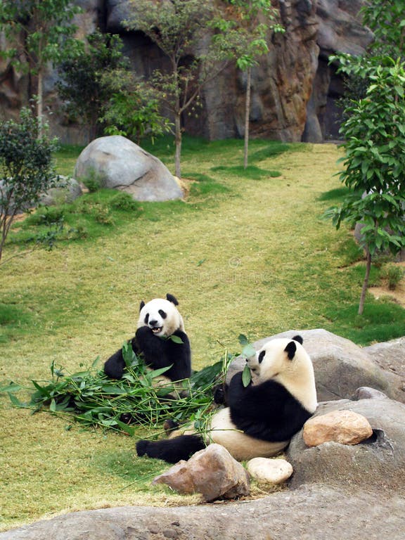 Two pandas stock image. Image of sitting, lovely, cute - 10649839
