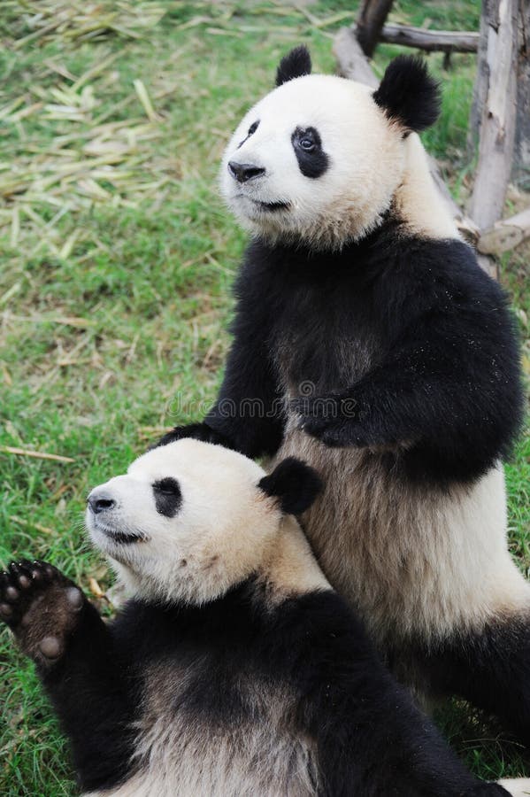 Two pandas stock image. Image of animals, base, china - 19885239