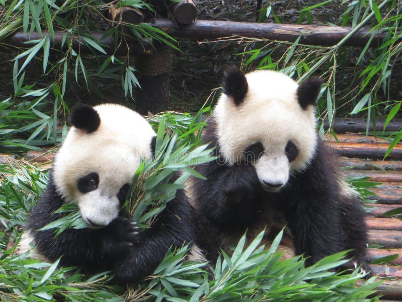 Two Pandas stock photo. Image of black, mammals, brotherhood - 33221984