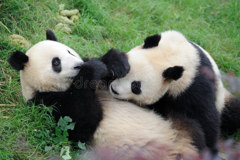 Two pandas are playing stock image. Image of giant, nature - 25272543