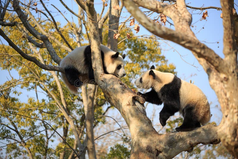 Panda on the tree. stock image. Image of rare, tree - 145450067