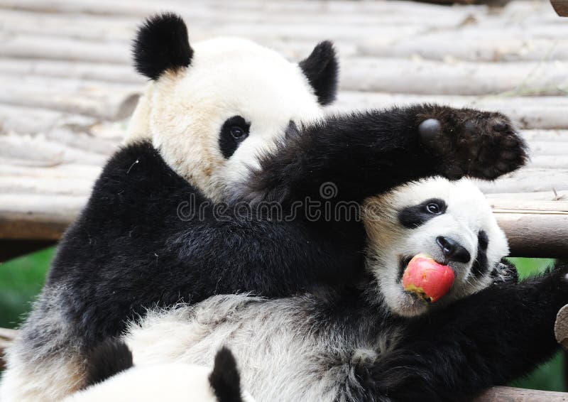 Panda bear and cub stock photo. Image of large, wild, baby - 1959780