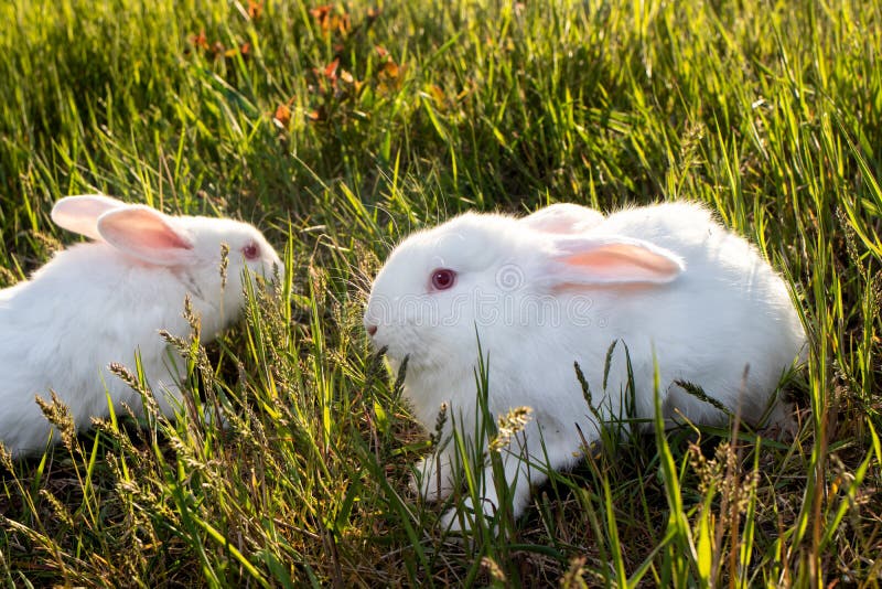 Hear Rabbits Stock Photos - Free & Royalty-Free Stock Photos from ...