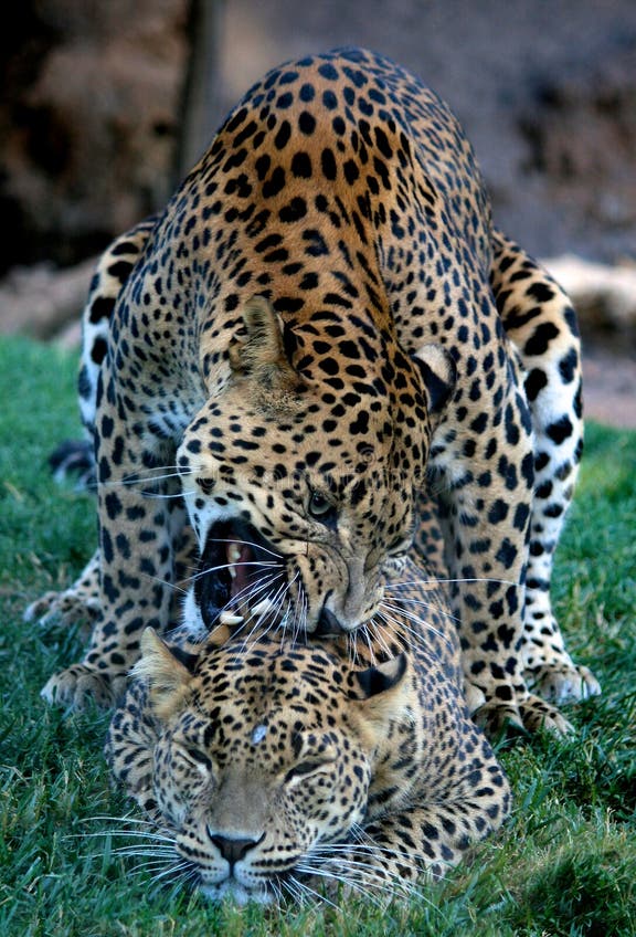 Two Panthers in Safari Park Stock Photo - Image of panther, african ...