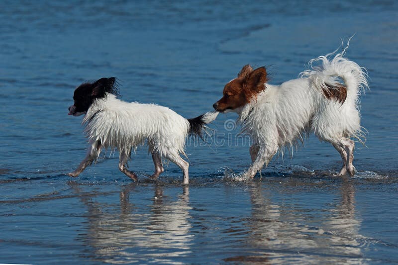 Two papillon stock photo. Image of female, ears, beautiful - 35337402