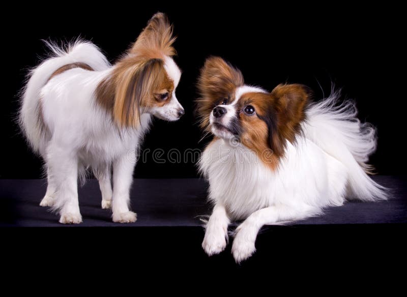 Two Papillons stock photo. Image of pets, breed, purebred - 21591910
