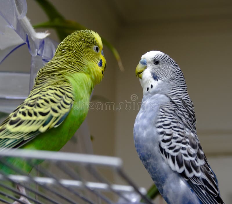 Two parakeets stock image. Image of orange, back, colored - 4663395