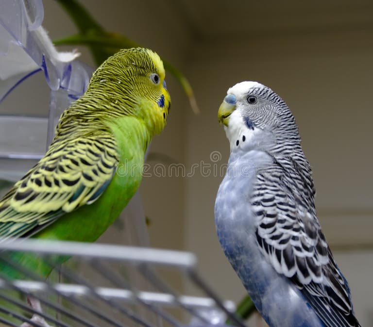 Two parakeets stock image. Image of orange, back, colored - 4663395