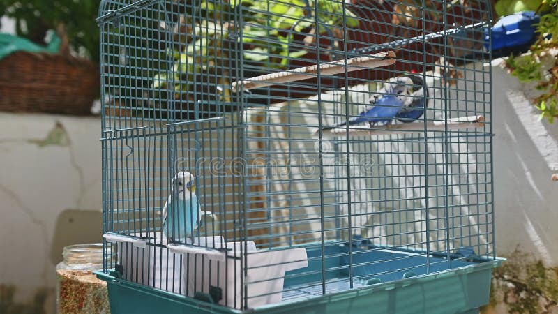 Two Blue Parakeets in a Cage Stock Footage - Video of playful, summer ...