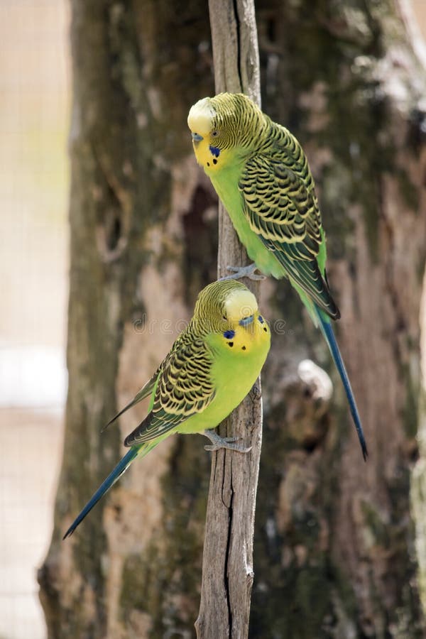 The Two Parakeets are Resting on a Thin Branch Stock Photo - Image of ...