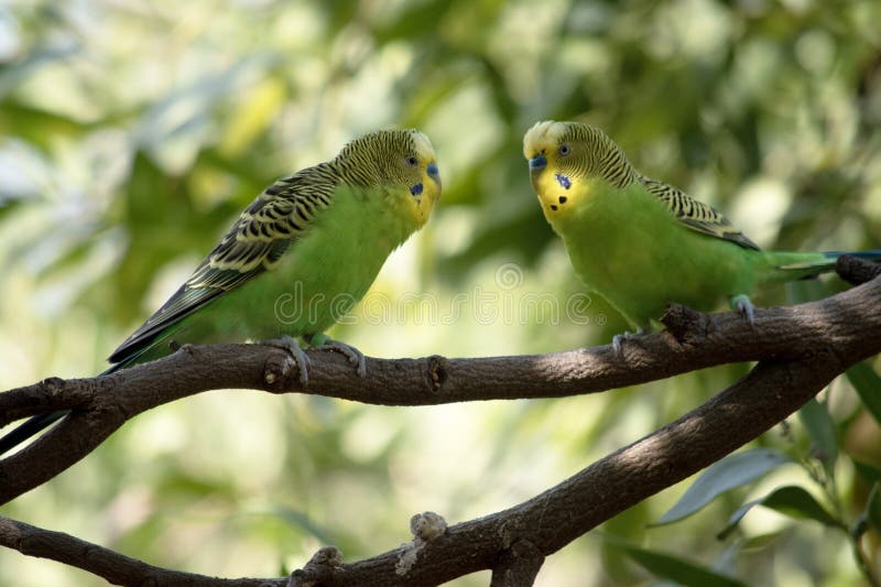The Two Parakeets are on the Same Branch Stock Image - Image of ...