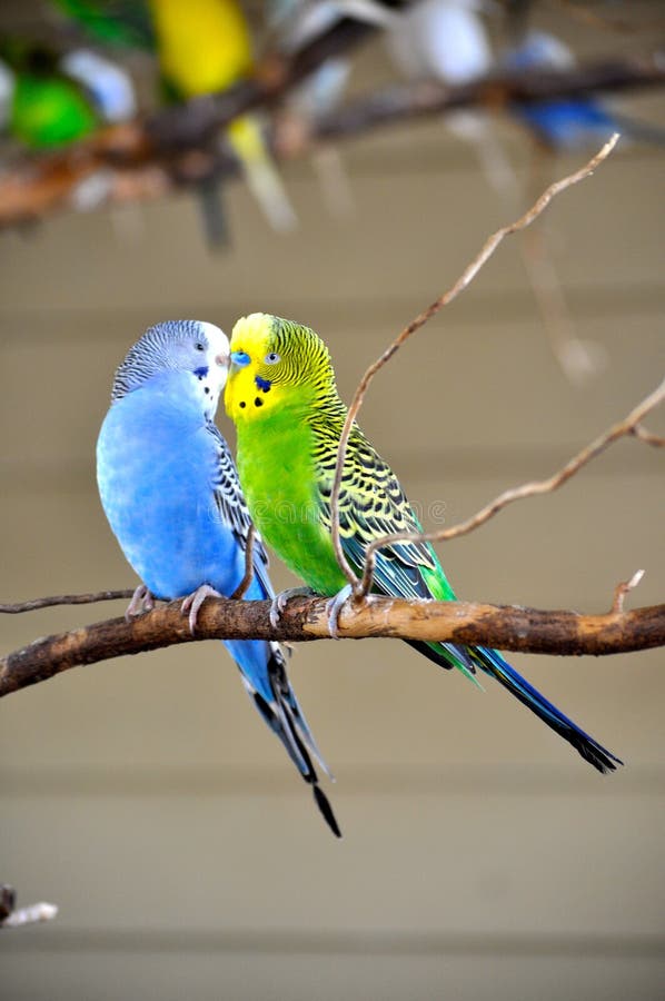 Two Parakeets stock image. Image of bird, outdoors, parakeet - 33504051