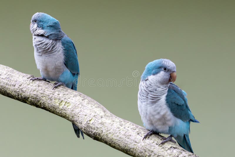 Two Parakeets stock image. Image of branch, perched - 334416763