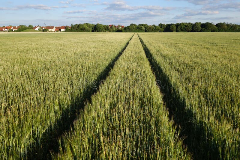 Two Parallel Lines in a Green Wheat Field Stock Photo - Image of ...