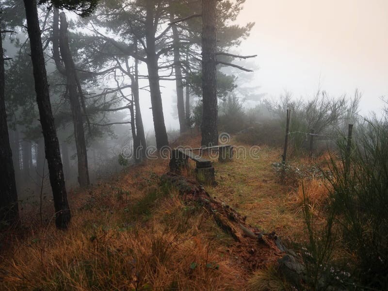 Two Park Benches in a Forest Pathway Stock Image - Image of autumn ...