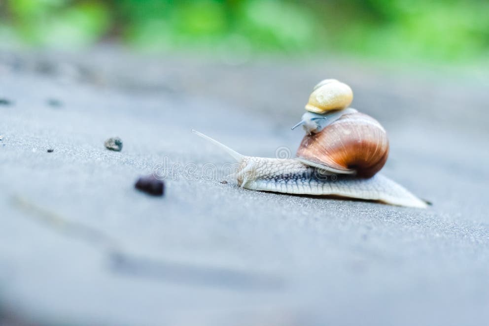 Two park snails stock image. Image of wild, life, couple - 40121287