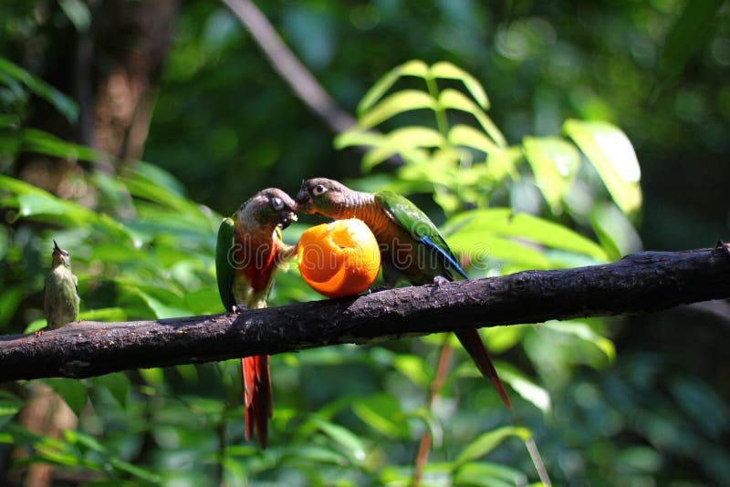 Two parrot bird stock photo. Image of animal, tropical - 38928750