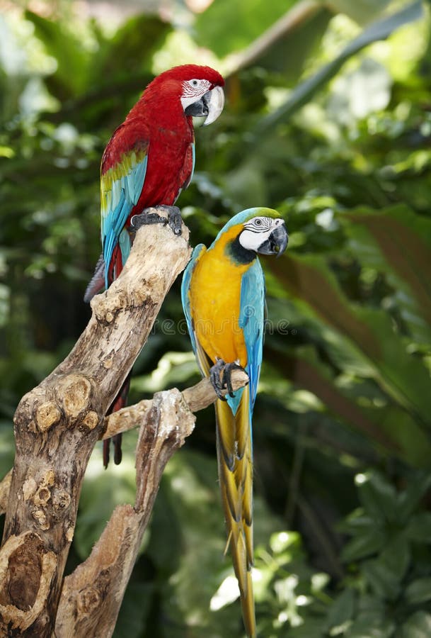 Two Parrot in Green Rainforest. Stock Image - Image of color, closeup ...