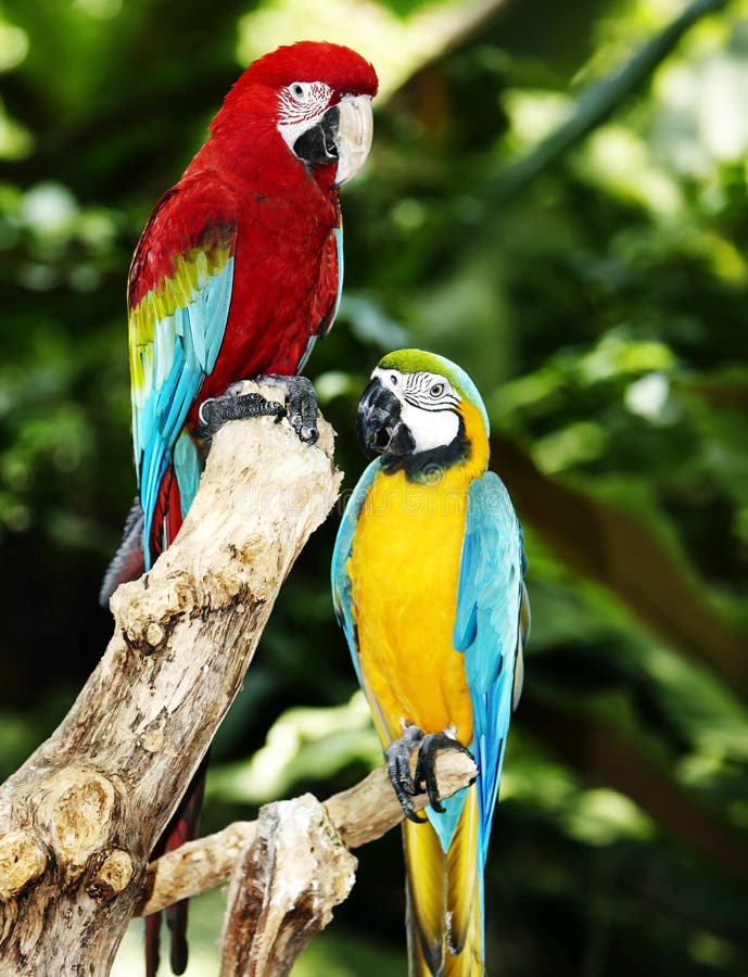 Two Parrot in Green Rainforest. Stock Photo - Image of bright, tree ...