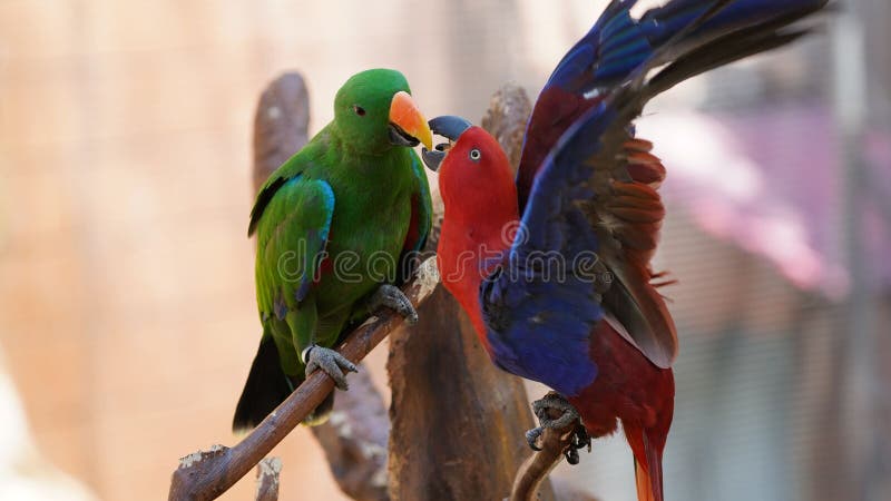Two Parrot play in Nature stock image. Image of play - 387185115