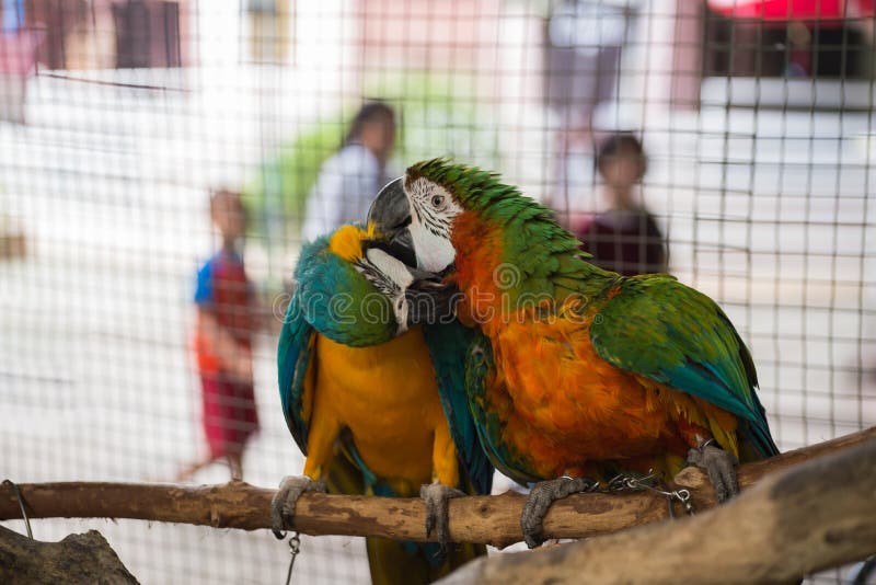Parrot Play stock image. Image of beaks, play, colorful - 3336585