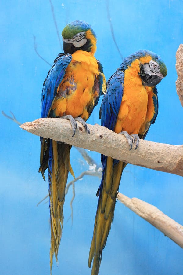 Two parrots stock photo. Image of closeup, bill, feather - 11235416