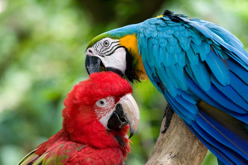 Two parrots stock image. Image of bird, yellow, blue - 12152715
