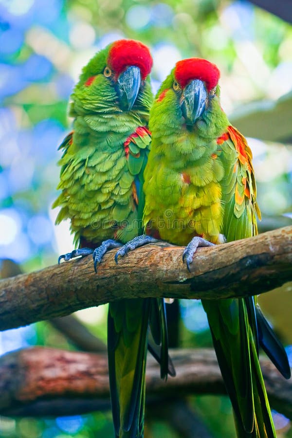 Two parrots stock photo. Image of maccaws, isolated, bird - 3680190
