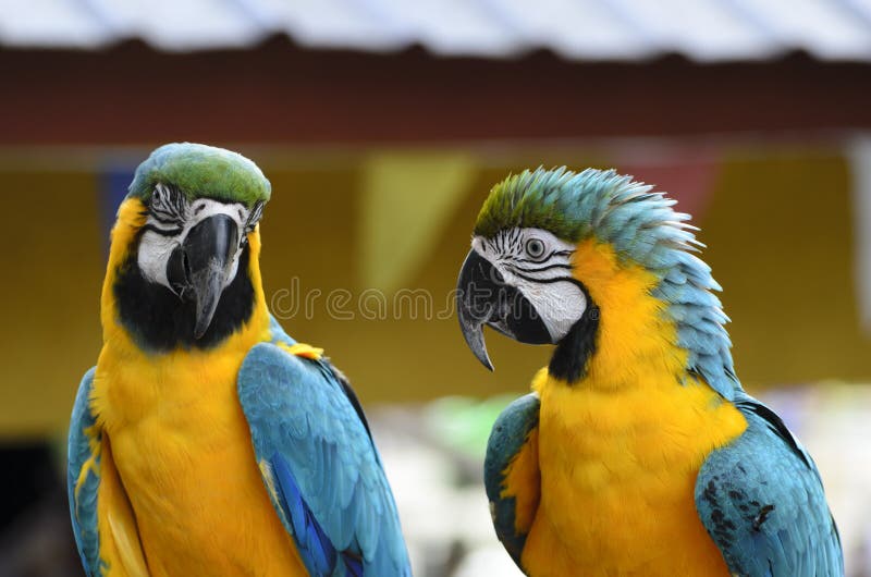 Suhardi Ambomai (Creatingideas) - Photos