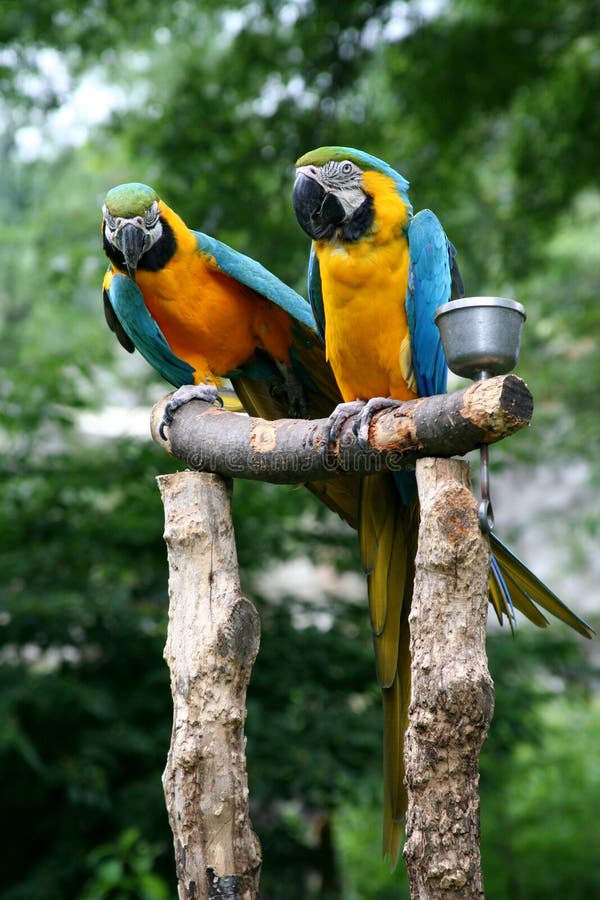 Two parrots stock photo. Image of black, orange, feather - 20322212